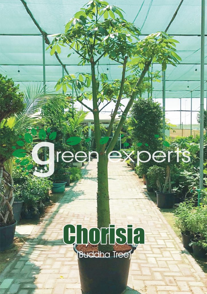 Chorisia (Buddha Tree)- 1MT CT - Green Experts Landscape LLC