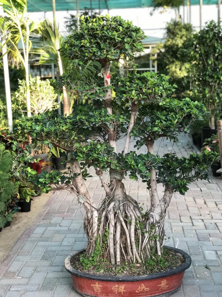 Ficus Bonsai (Multi Head) - Green Experts Landscape LLC