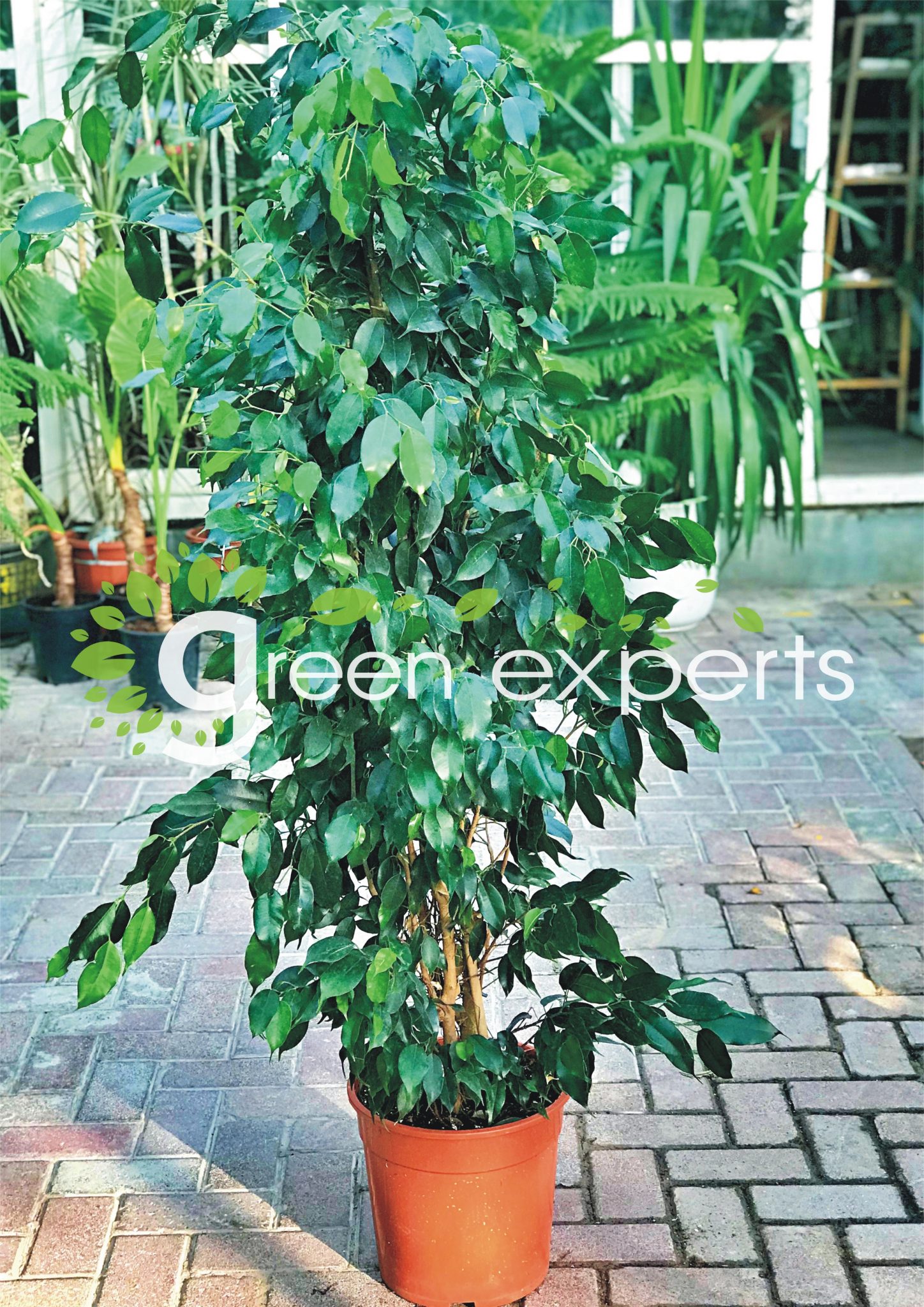 Ficus Benjamina (Danielle) - Green Experts Landscape LLC