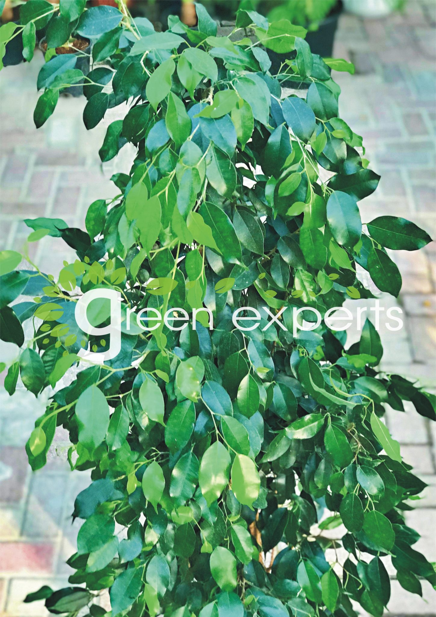 Ficus Benjamina (Danielle) - Green Experts Landscape LLC