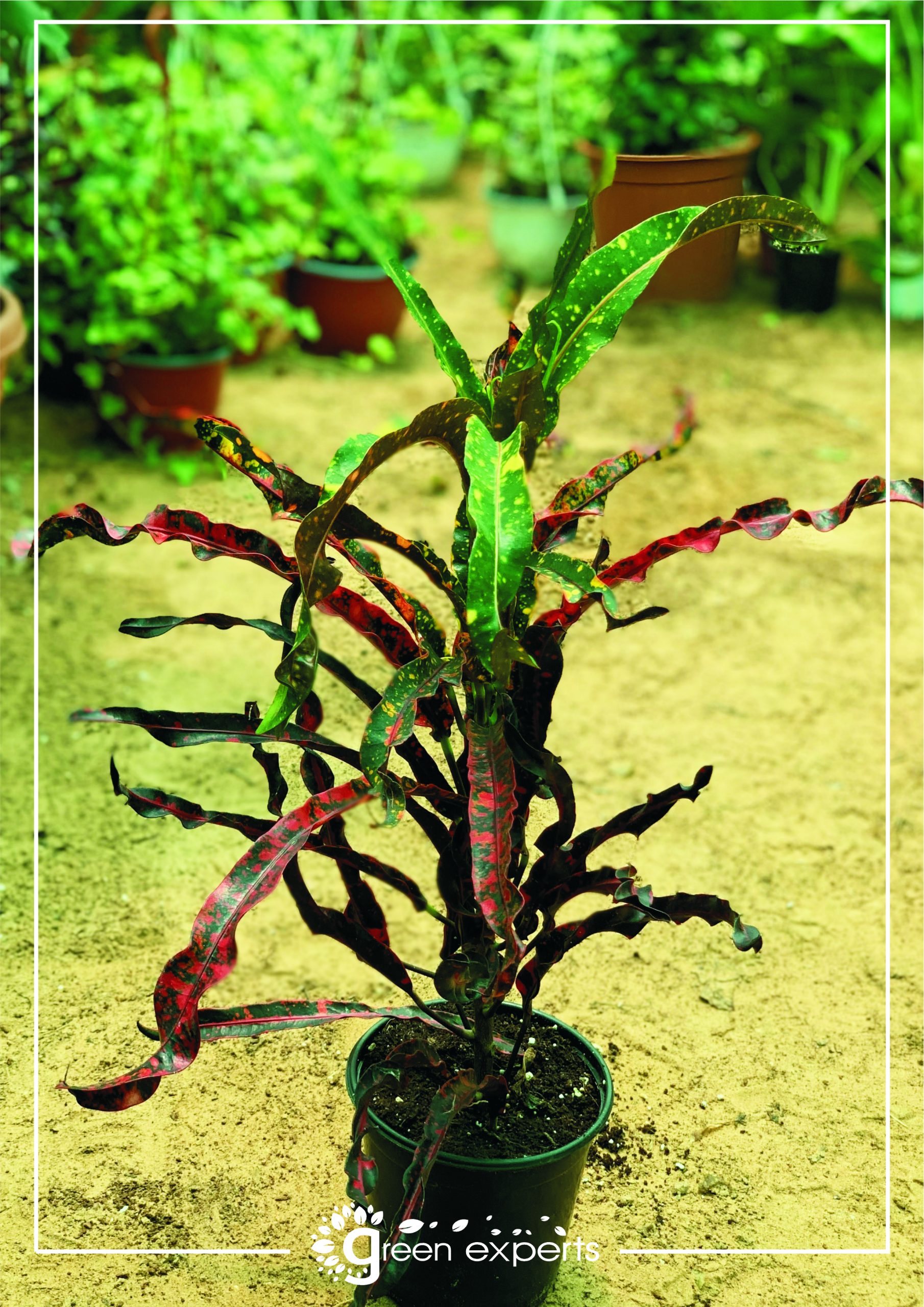 Tropical Multicolored Croton V13 - Green Experts Landscape LLC
