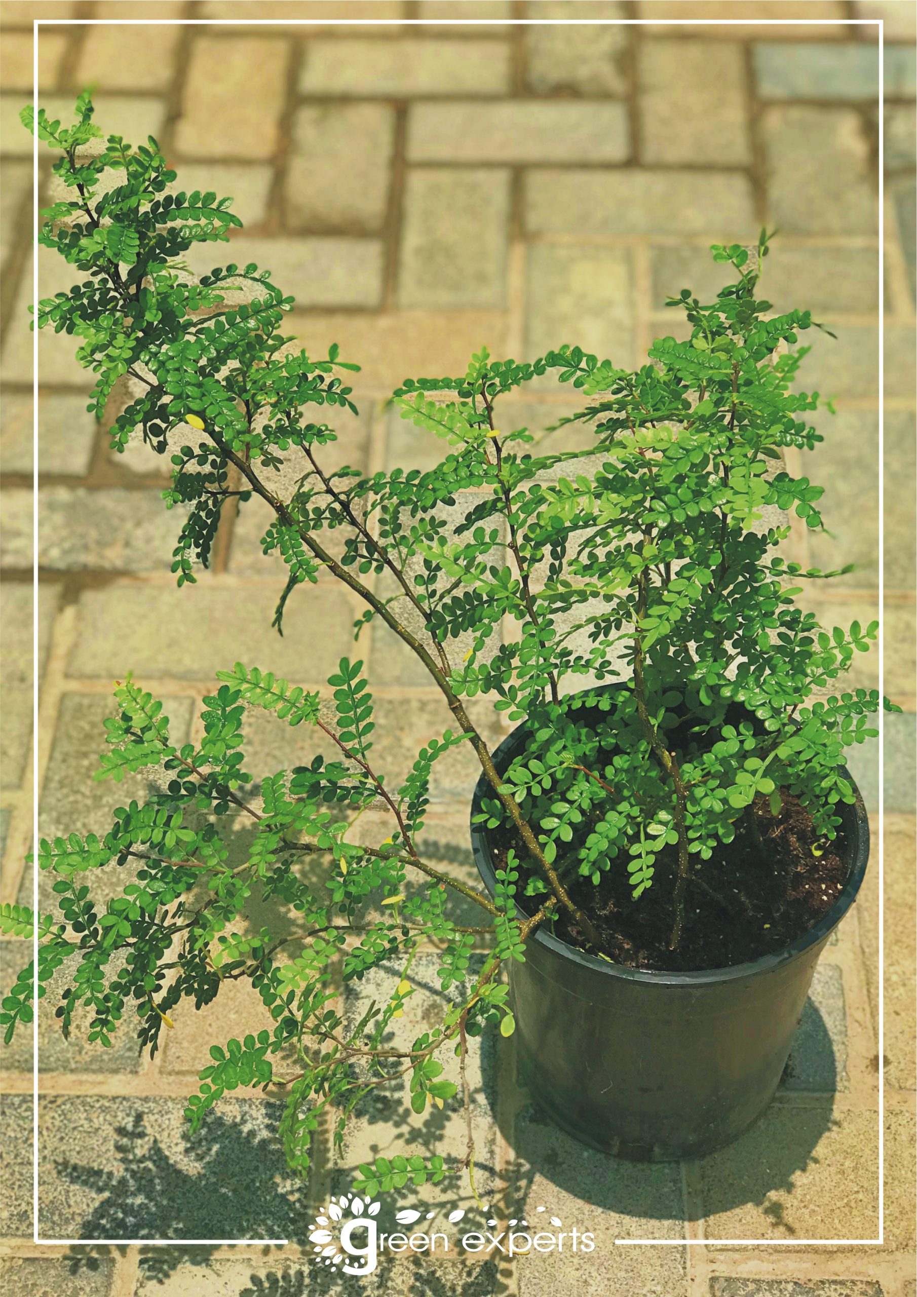 Zanthoxylum Odorum - Green Experts Landscape LLC