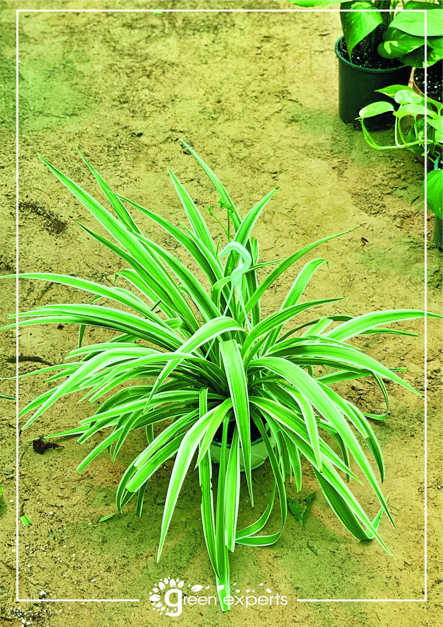 Chlorophytum Comosum (spider plant) - Green Experts Landscape LLC