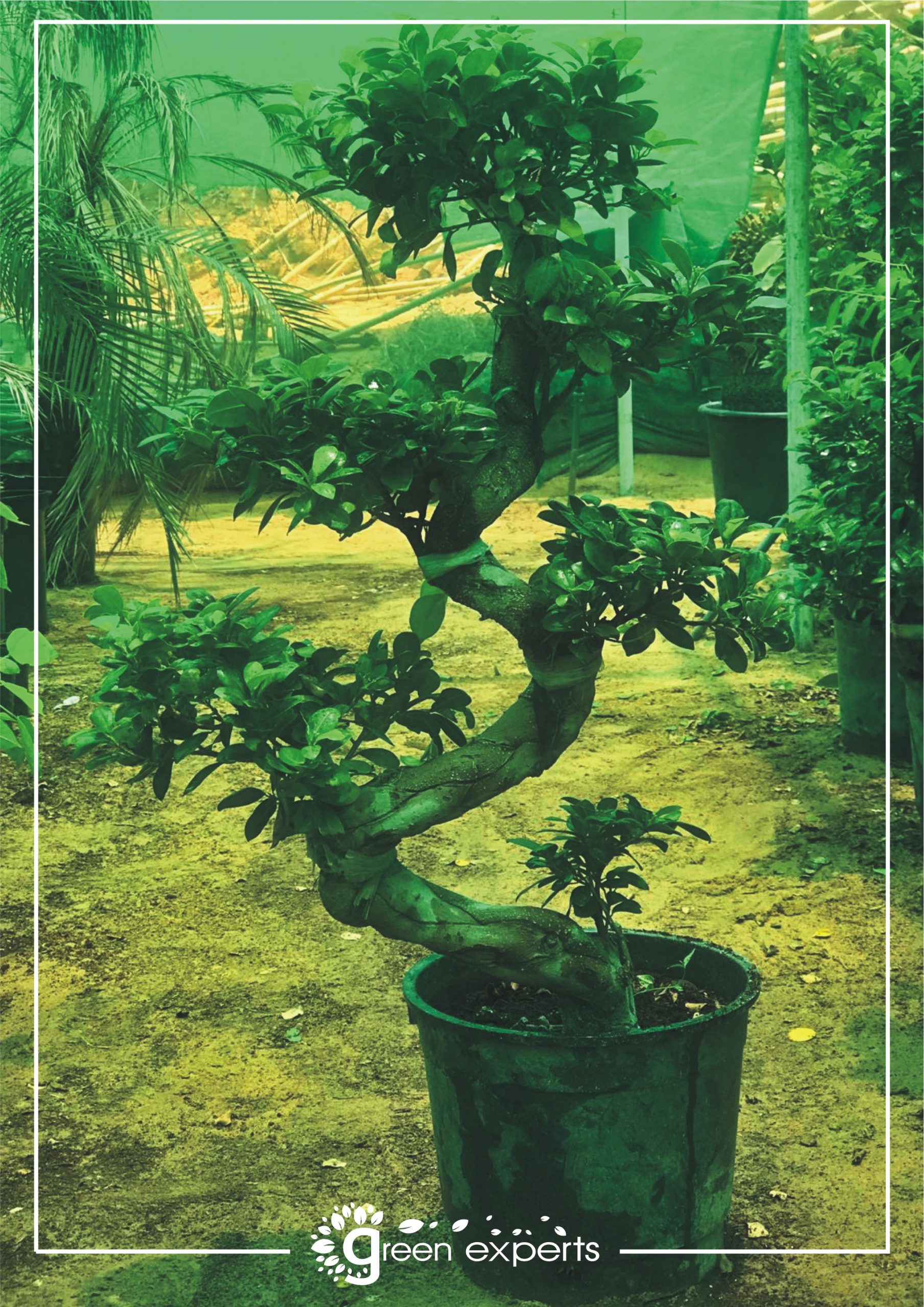 Ficus Bonsai (S Shape) 1M - Green Experts Landscape LLC