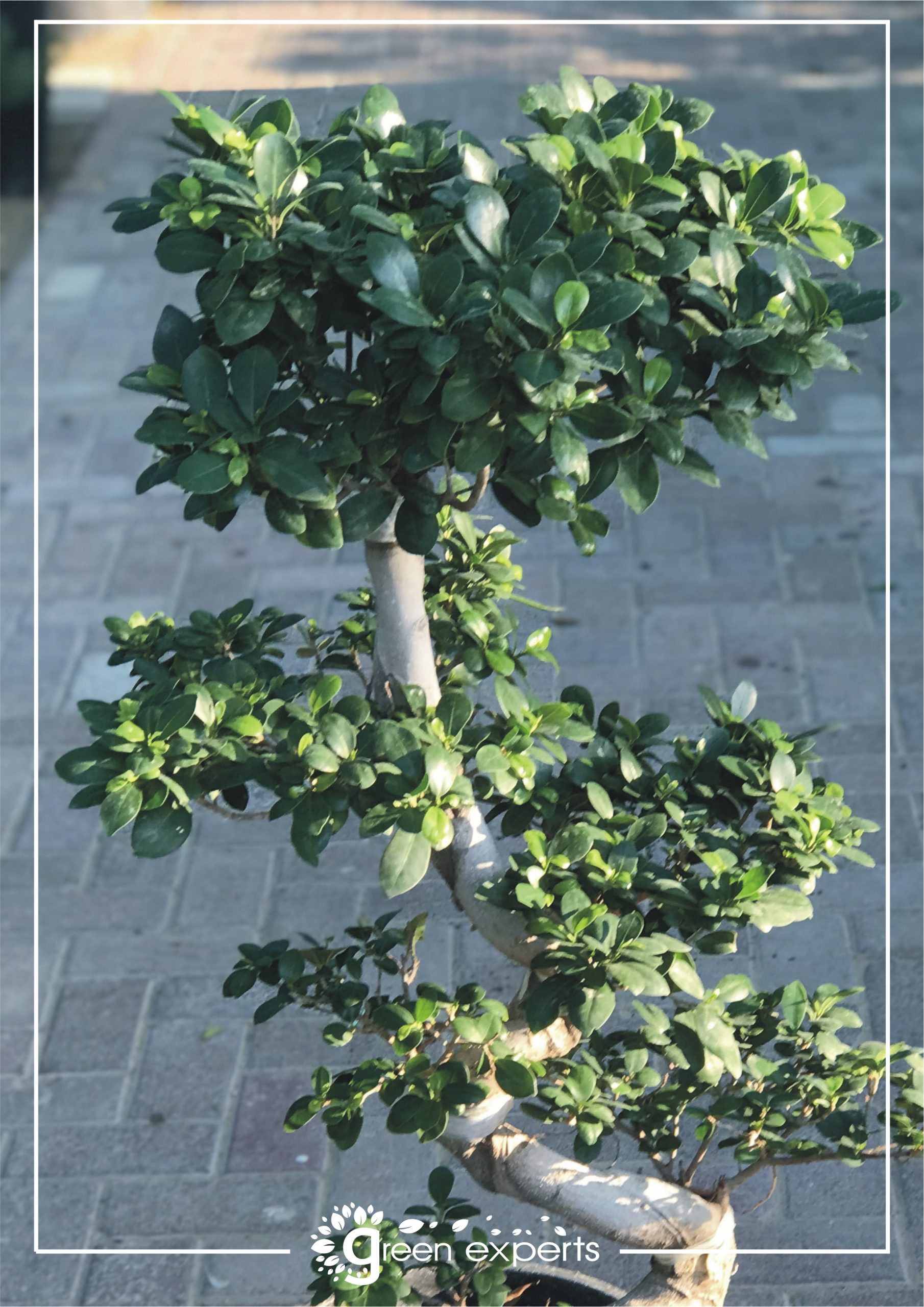 Ficus Bonsai (S Shape) 1M - Green Experts Landscape LLC