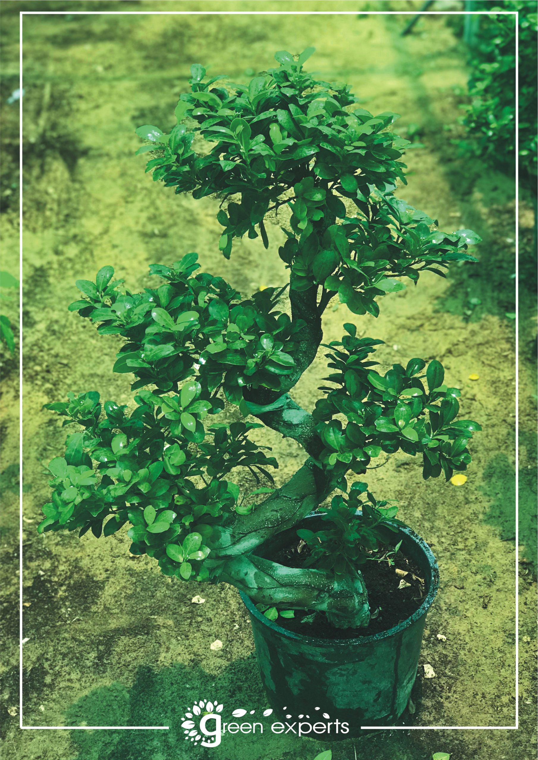 Ficus Bonsai (S Shape) 1M - Green Experts Landscape LLC