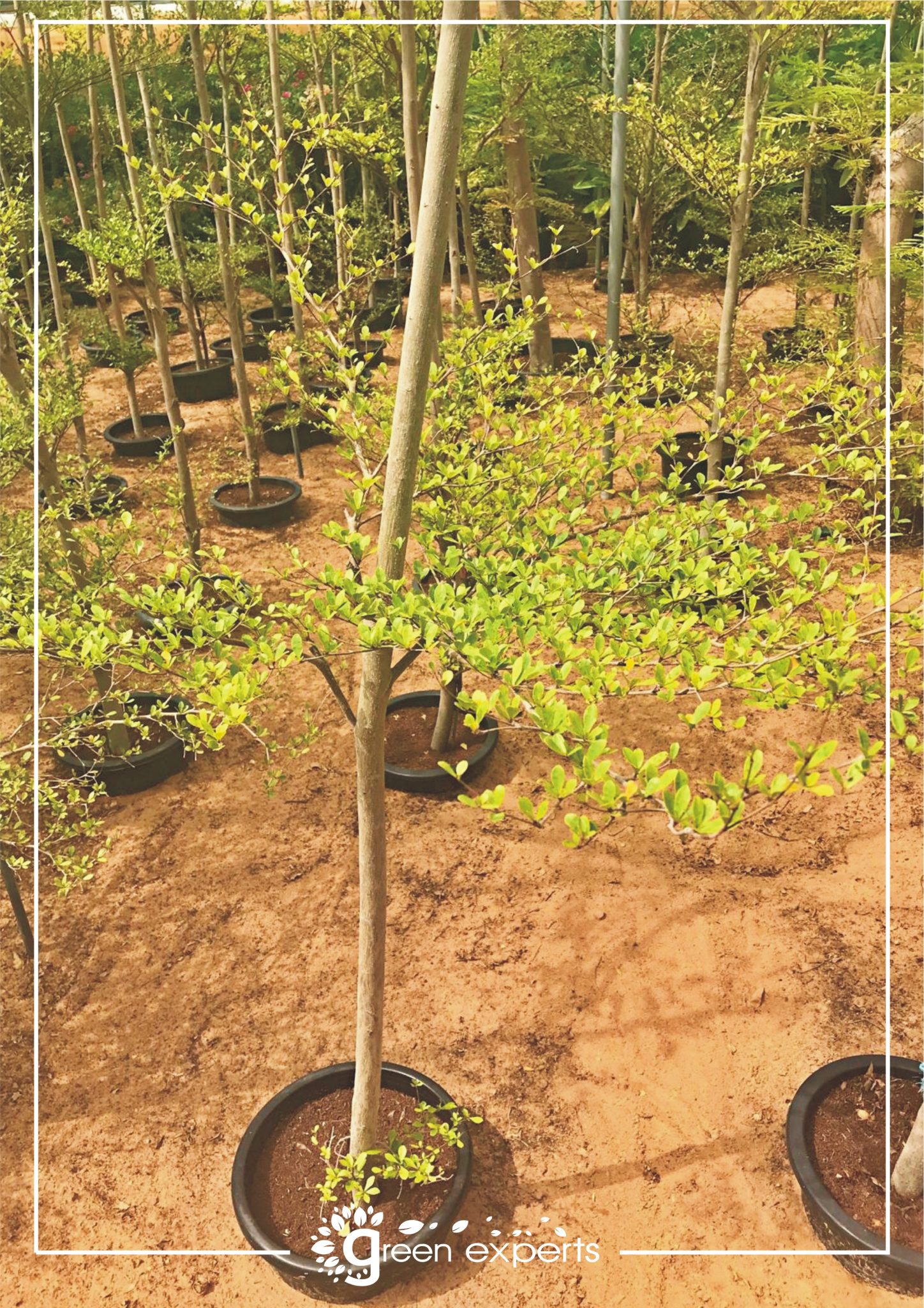 Bucida Plant - Green Experts Landscape LLC