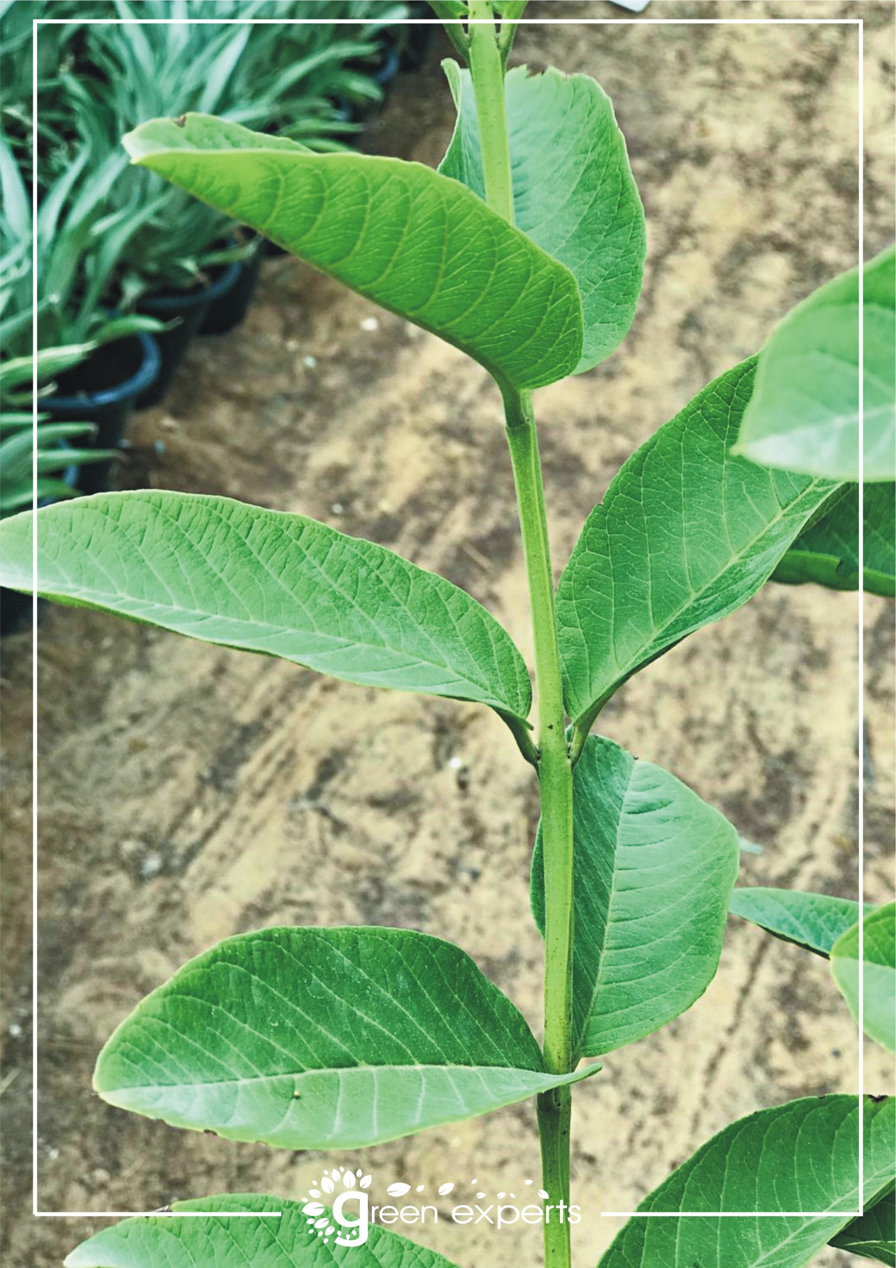 Guava Tree - Green Experts Landscape LLC