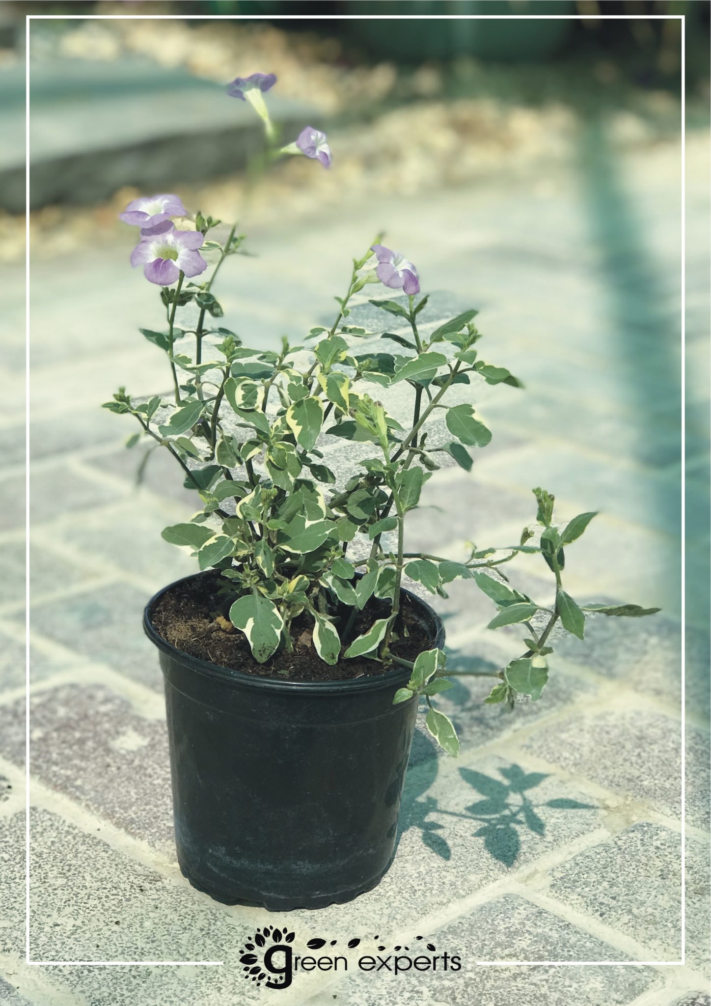 Asystasia Gangetica Variegata Plant - Green Experts Landscape LLC