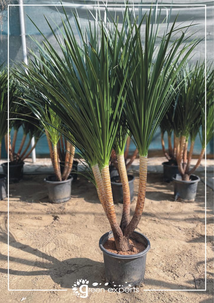 Dracaena Draco Plant 4PP - Green Experts Landscape LLC